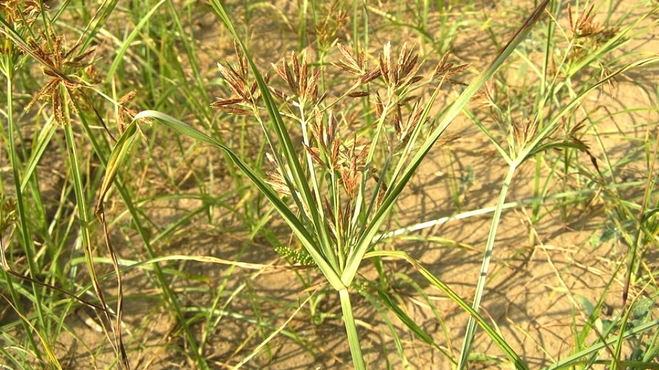 Cyperus rotundus: Sistemática, Etimología, Hábitat, Cultivo