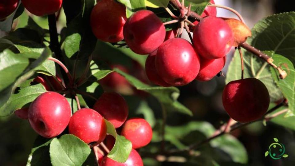 When to prune the apple tree: periods, cultivars, climatic conditions