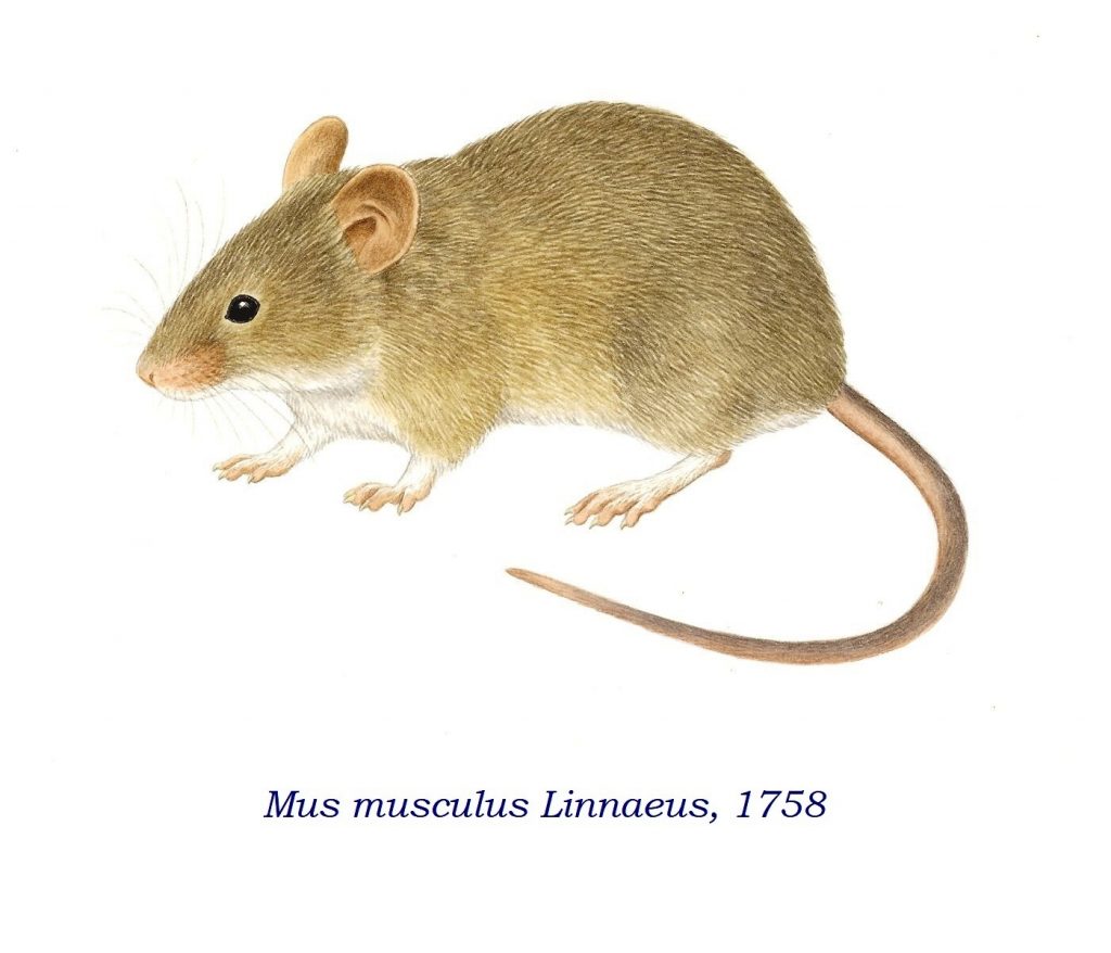 Mus musculus: Systematics, Habitat, Biology, Ecological Role ...