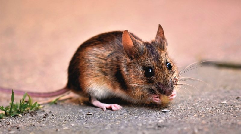 Mus musculus: Systematics, Habitat, Biology, Ecological Role ...