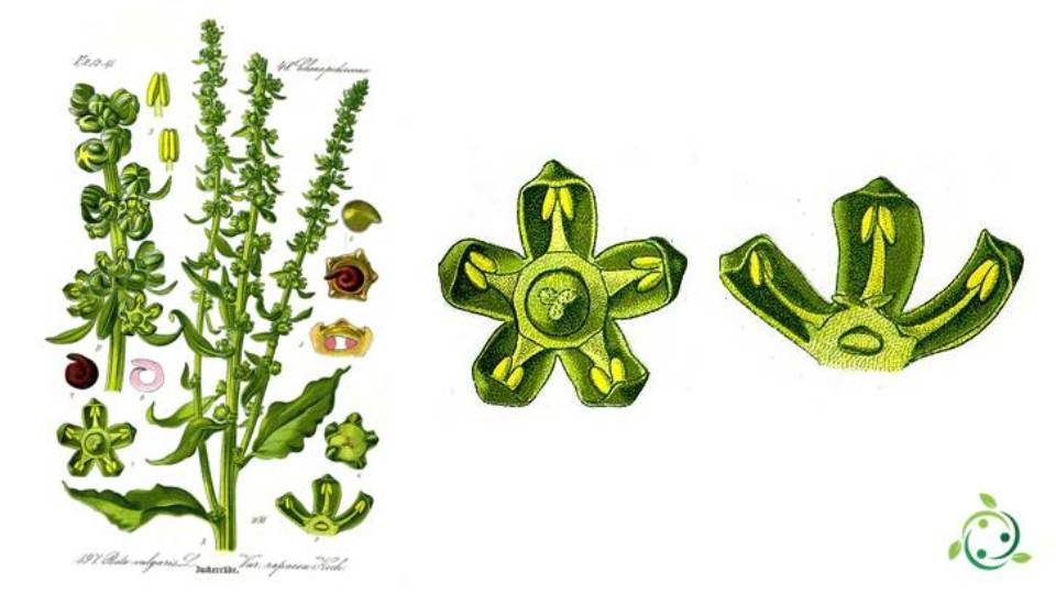 Alogamia: definición, significado, mecanismo, distinciones.