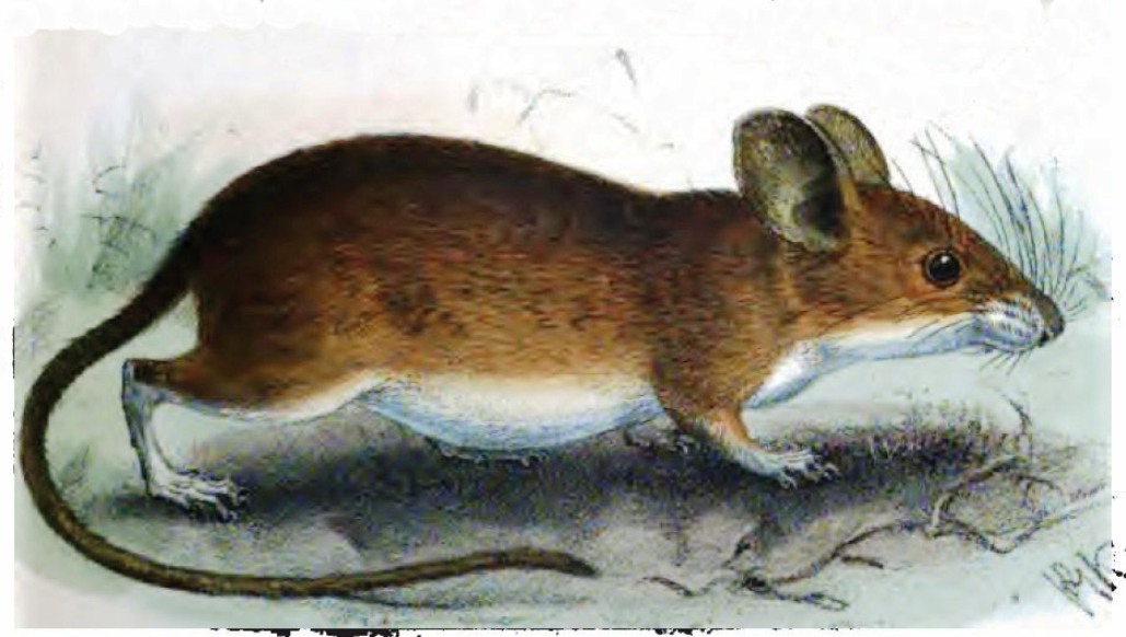 Apodemus flavicollis: Systematics, Habitat, Biology, Ecology ...
