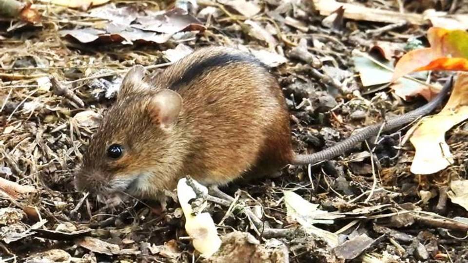 Apodemus agrarius: Systematics, Habitat, Biology, Ecological Role