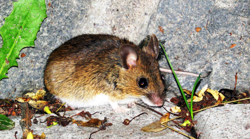 Apodemus flavicollis: Systematics, Habitat, Biology, Ecology ...