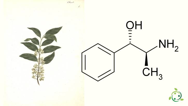 Catina: fórmula química, presencia en la naturaleza, propiedades