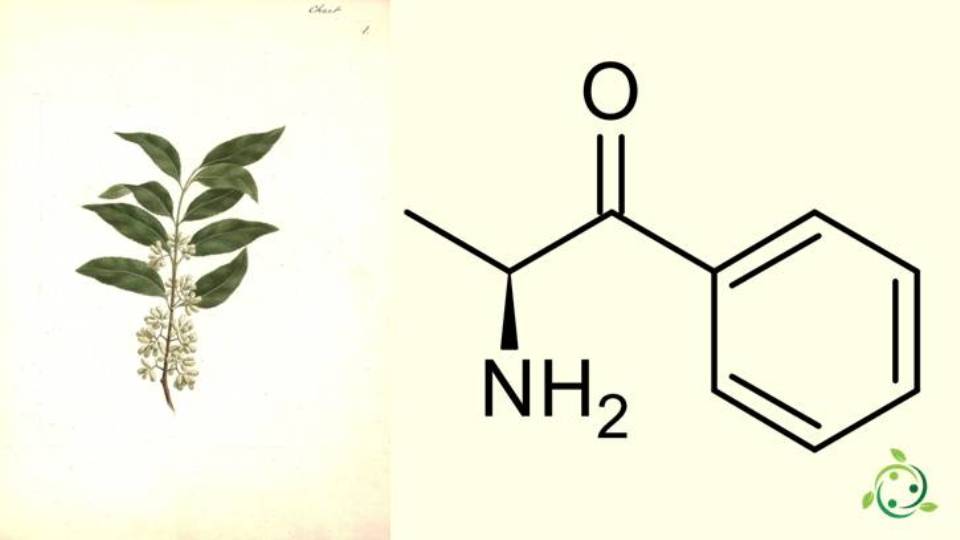 Cathinone: chemical formula, occurrence in nature, properties ...