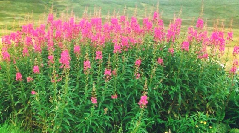 Chamaenerion angustifolium: Systematics, Habitat, Cultivation ...