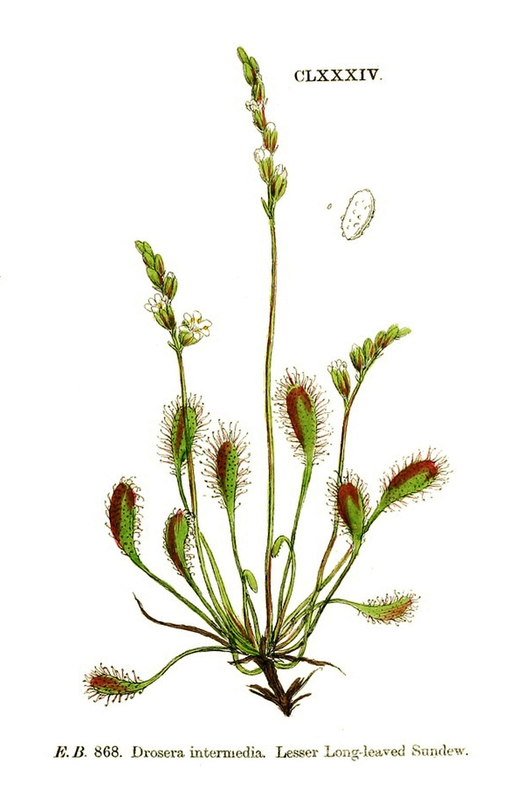 Drosera intermedia: Sistemática, Etimología, Hábitat, Cultivo