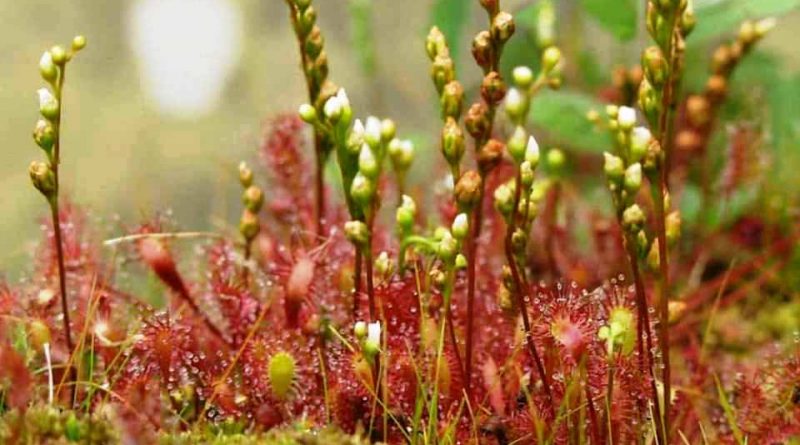 Drosera intermedia: Systematics, Etymology, Habitat, Cultivation