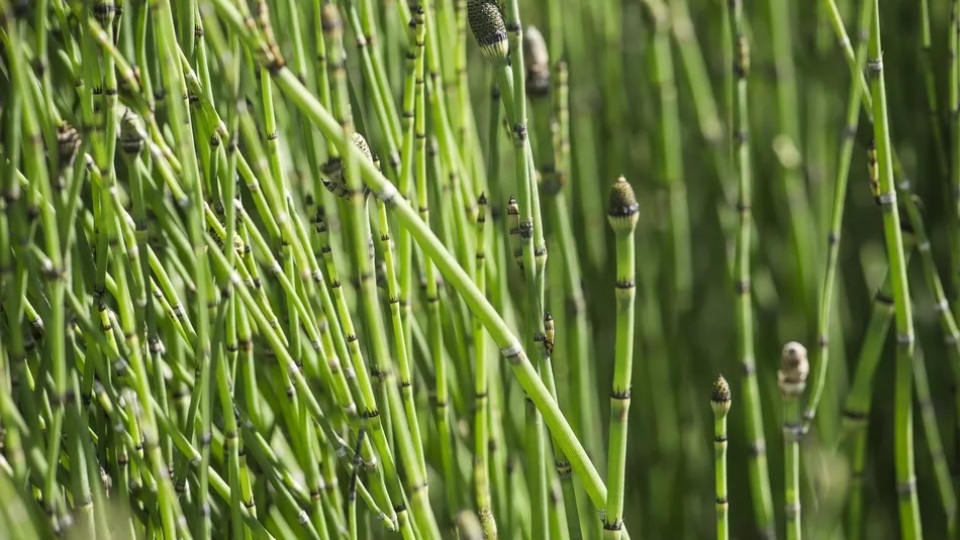 Equisetum hyemale: Systematics, Etymology, Habitat, Cultivation