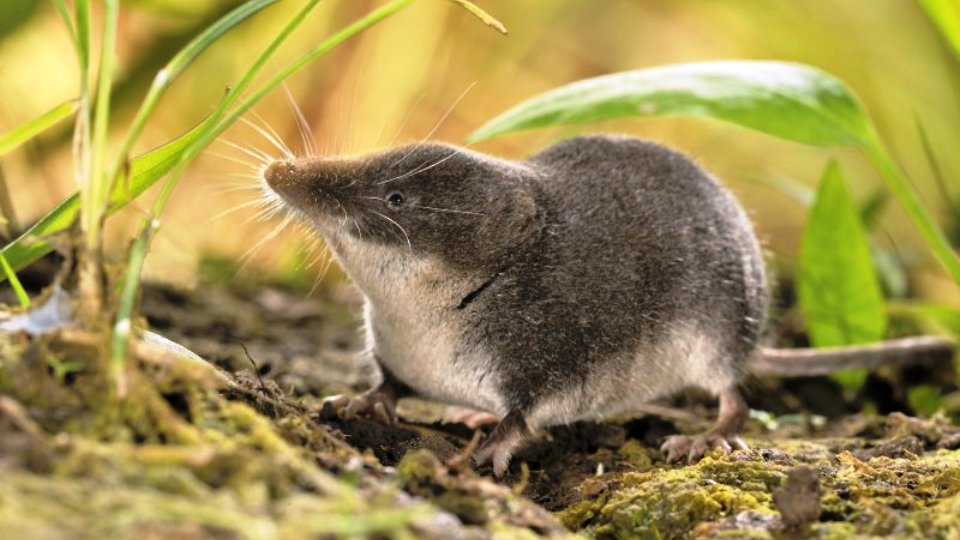 Neomys anomalus: systematics, habitat, biology, ecological role