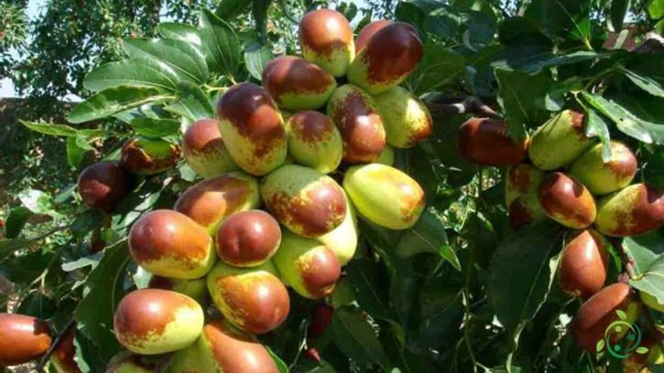 When to prune the jujube: age, physiology of the plant, cultivar