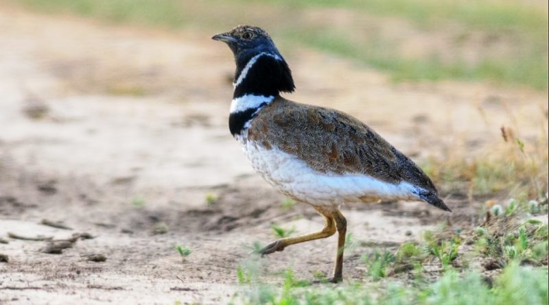 Tetrax tetrax: Sistematica, Habitat, Biologia, Ruolo Ecologico ...