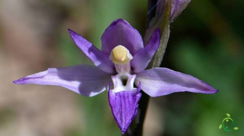 Autogamia: Significado, Definición, Mecanismo De Acción…