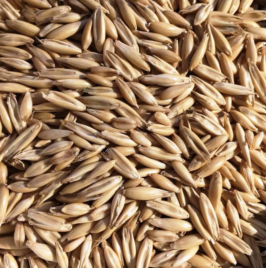 Uso de la Avena: Principios activos, propiedades, uso interno...