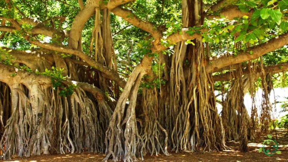 Adventitia: definition, meaning, characteristics, functions ...