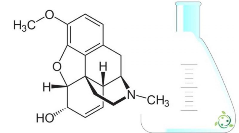 Codeina: formula, proprietà, meccanismo d'azione, usi ...