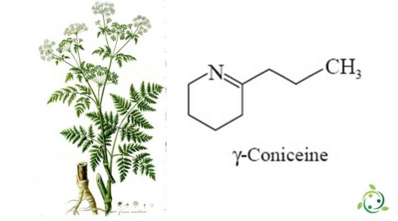 Coniceina: formula chimica, proprietà, presenza in natura ...