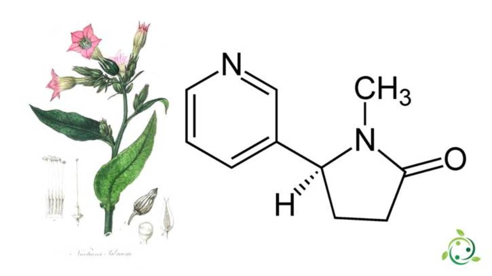 Cotinina: fórmula química, propiedades, presencia en la naturaleza