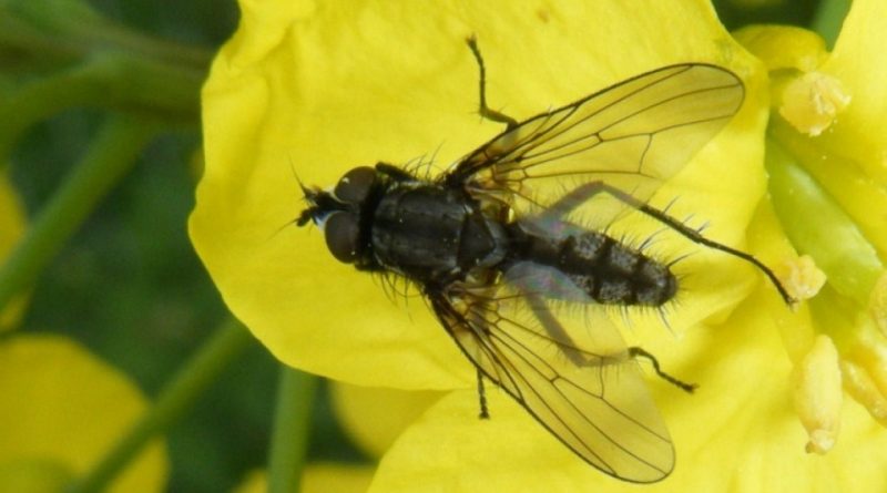 Delia platura: Sistemática, Hábitat, Ciclo de vida, Lucha...