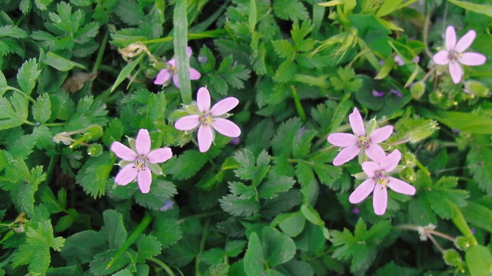 Erodium moschatum: Systematics, Etymology, Habitat, Cultivation