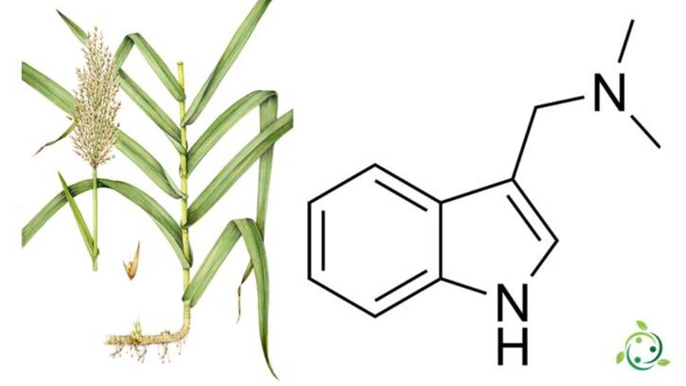 Gramine: formula, presence in nature, properties, contraindications