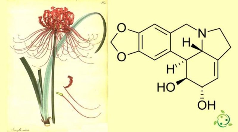Lycorine: chemical formula, occurrence in nature, properties ...