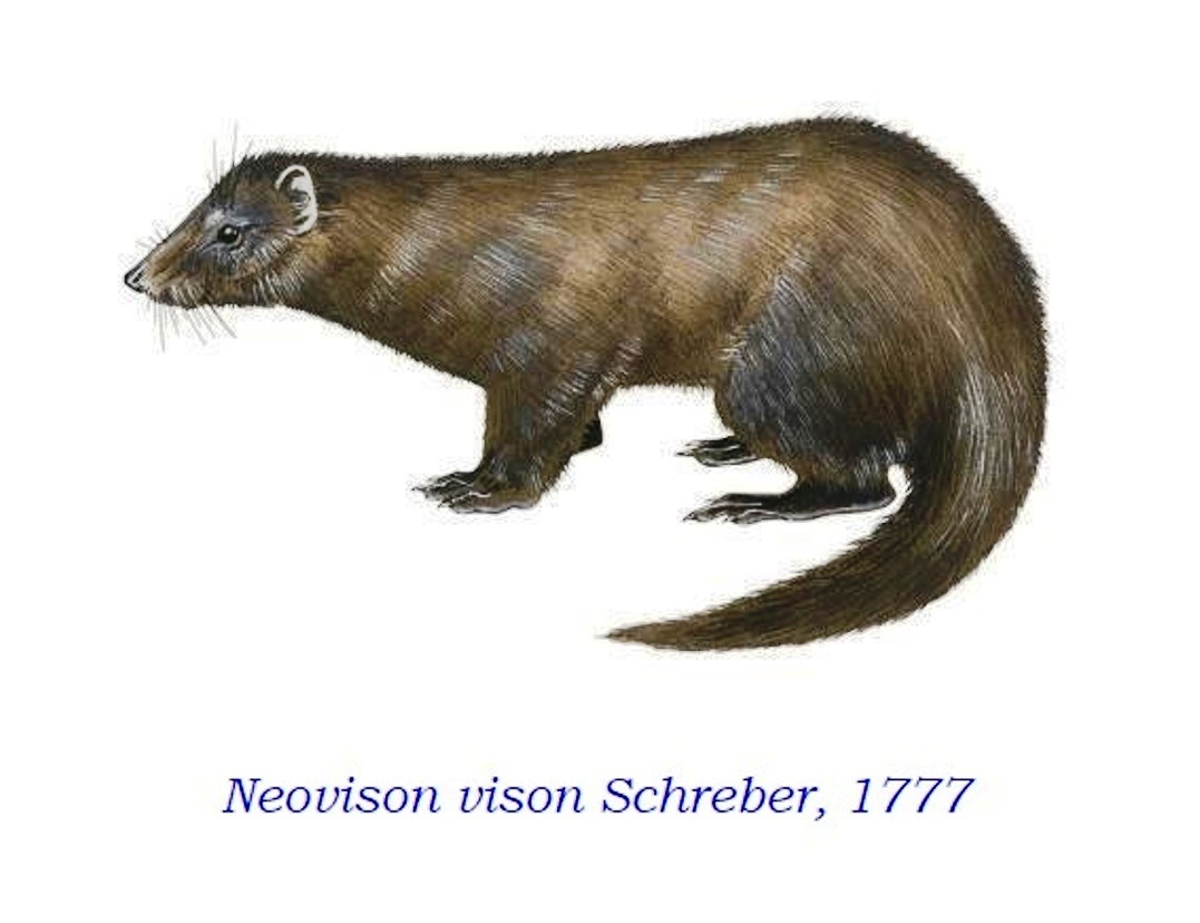 Neovison vison: Sistematica, Habitat, Biologia, Ruolo Ecologico ...