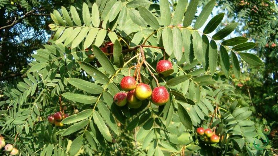 How to prune the sorb tree: technique, rootstocks, varieties