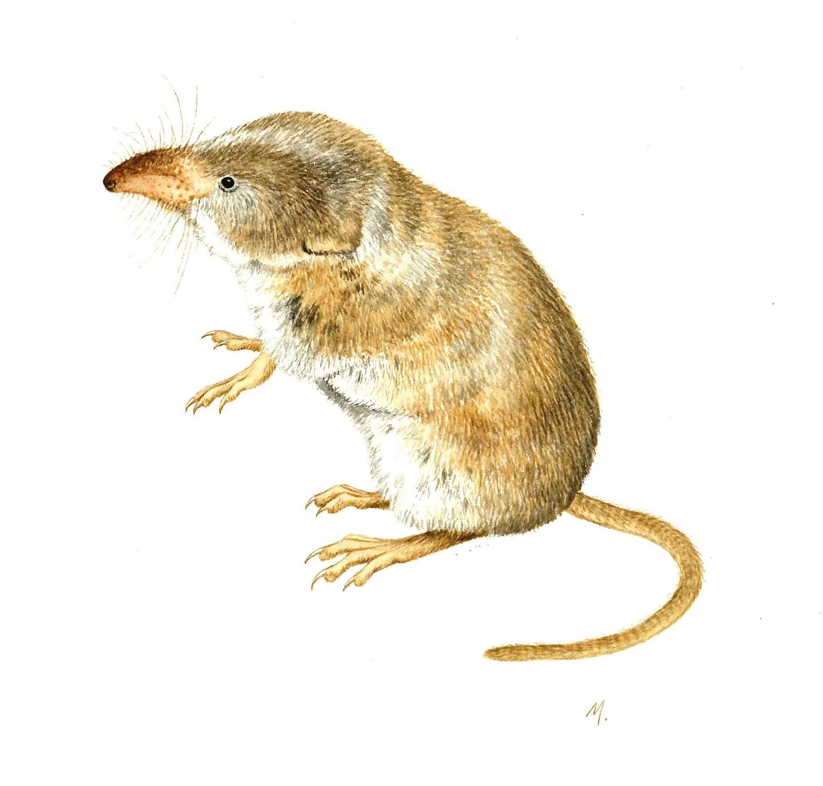 Sorex minutus: Systematics, Habitat, Biology, Ecological Role ...