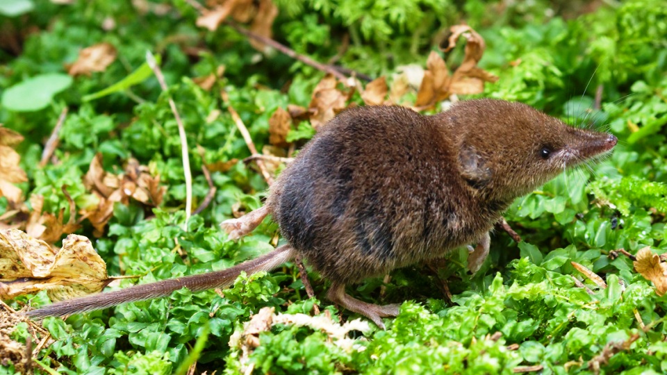 Sorex minutus: Systematics, Habitat, Biology, Ecological Role ...