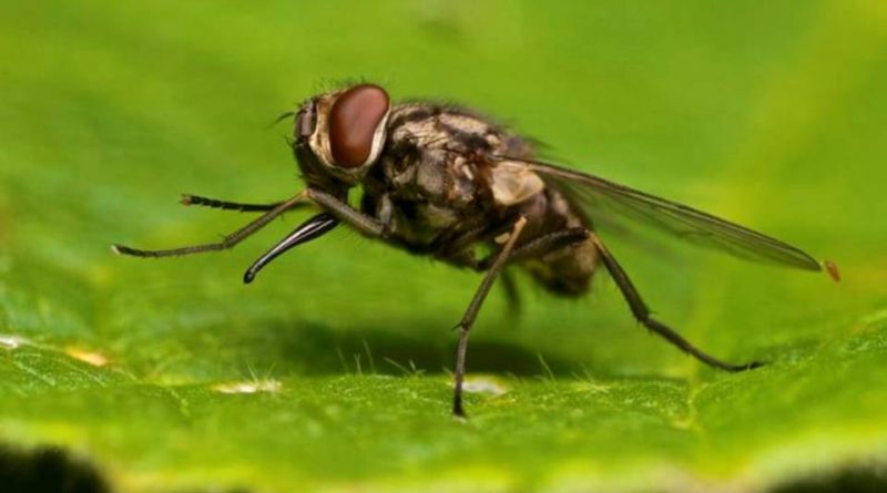 [:it]Stomoxys calcitrans: Sistematica, Habitat, Ciclo biologico, Lotta
