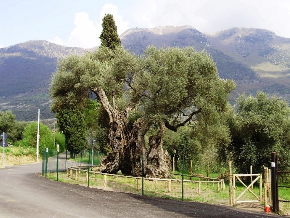 The Sabines and agriculture: origin, history, sheep farming, crops ...