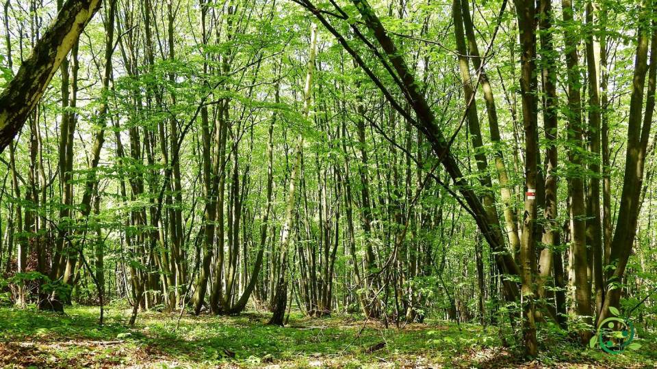 Coppice: definition, meaning, forest management, types of coppice