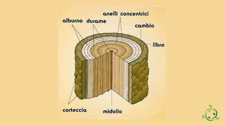 Cambium: tissue, function, cambial cells, morphology ...