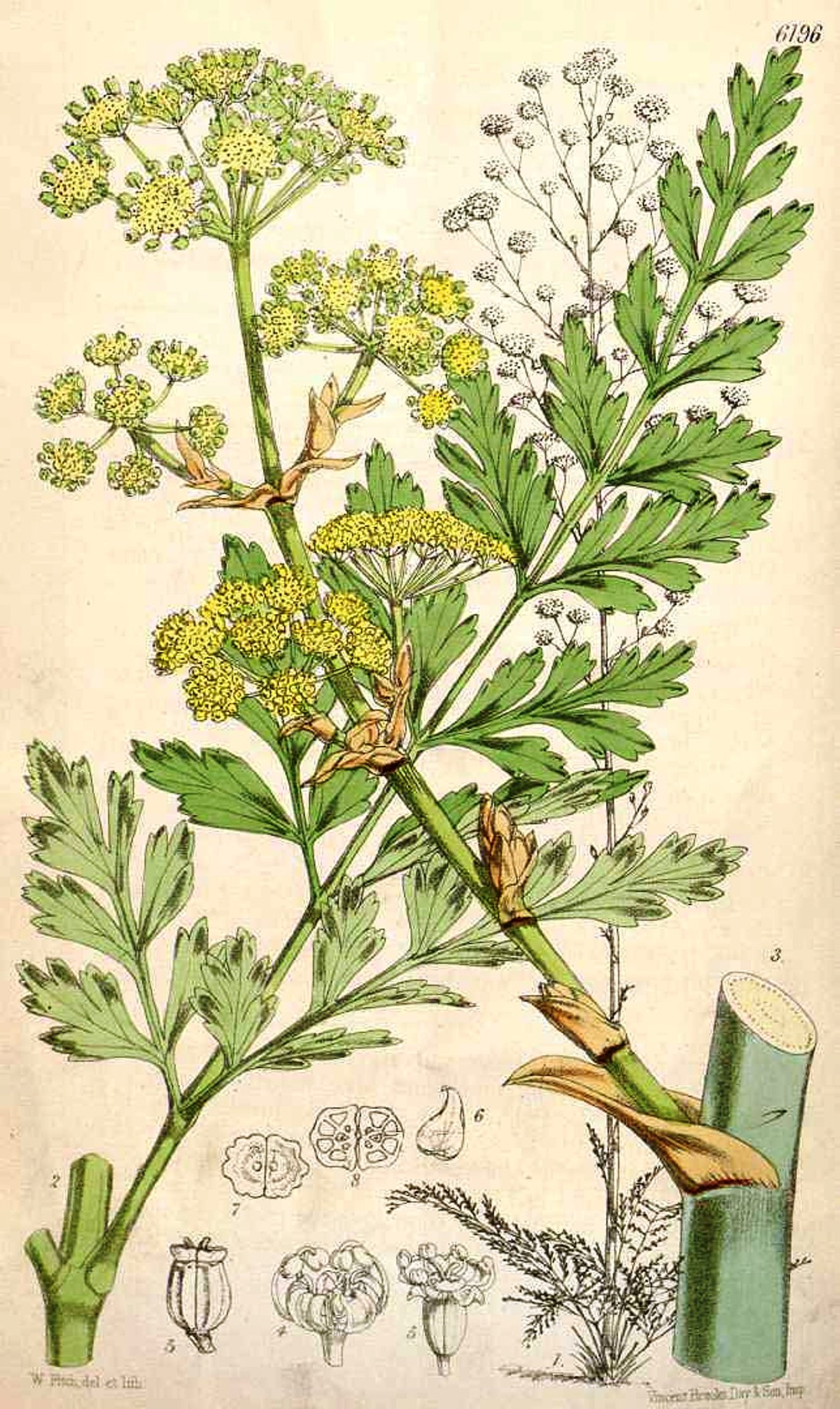 Ferula moschata: Sistemática, Etimología, Hábitat, Cultivo