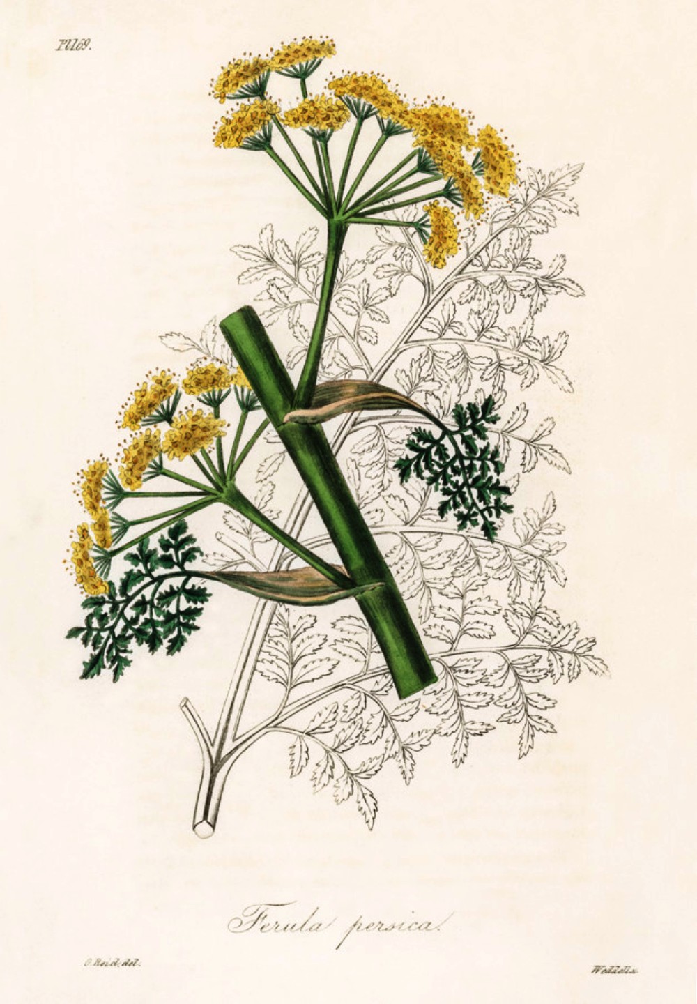 Ferula persica: Systematics, Etymology, Habitat, Cultivation ...
