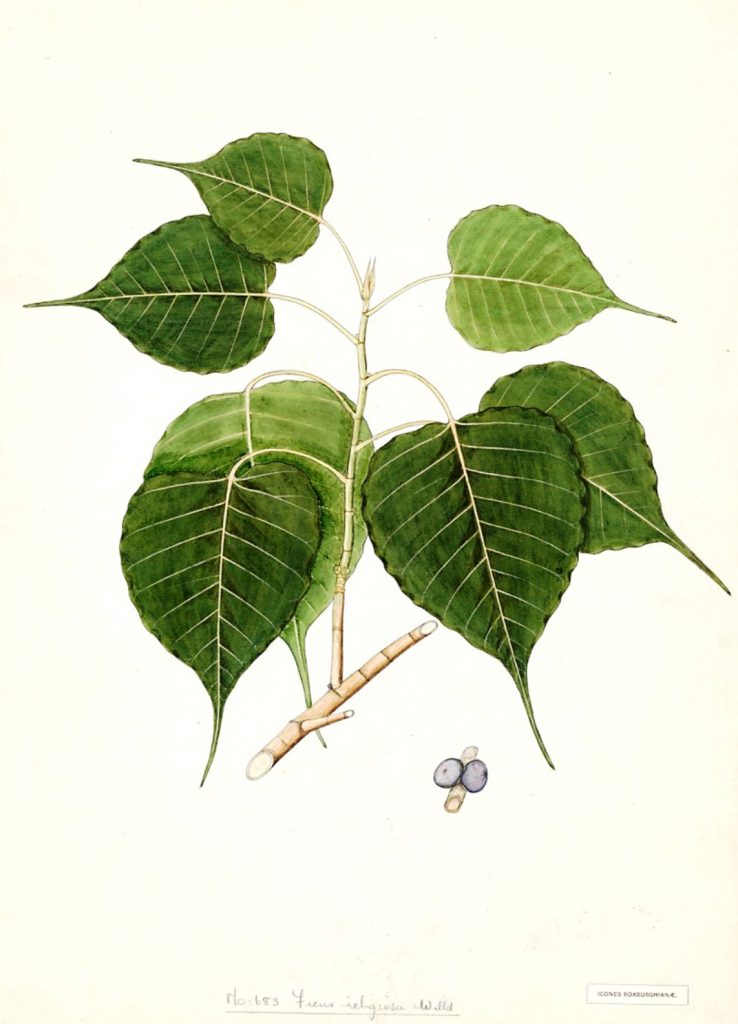 Ficus religiosa: Sistemática, Etimología, Hábitat, Cultivo...