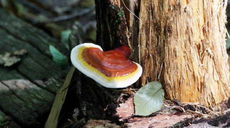 Ganoderma lucidum: Systematics, Habitat, Recognition
