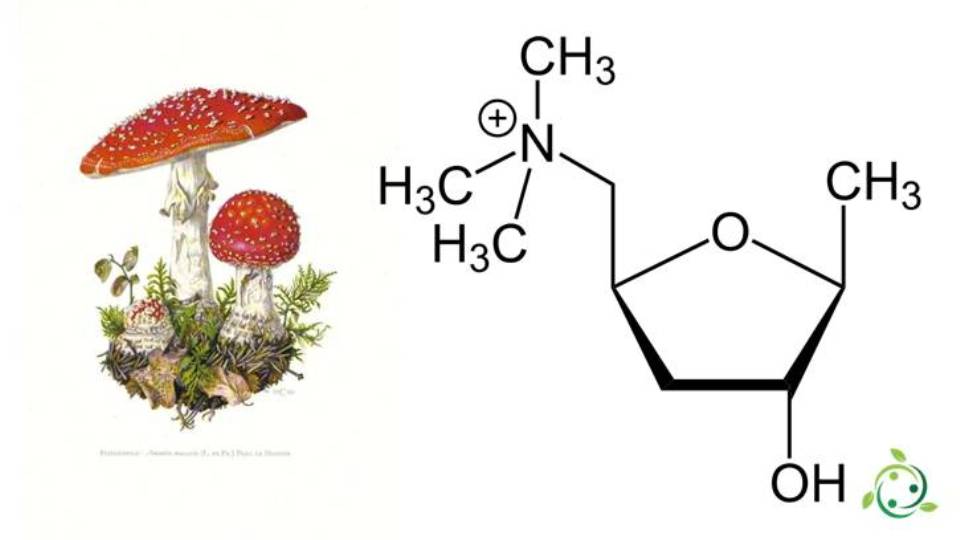 Muscarine: formula, occurrence in nature, toxicity, antidote ...