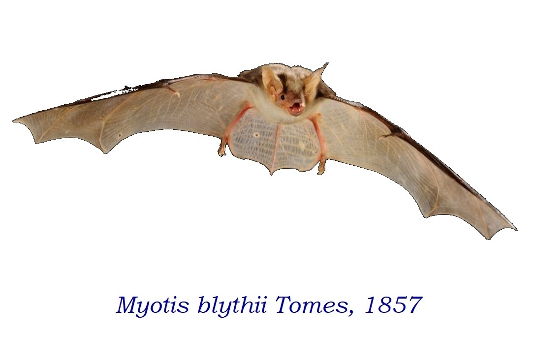 Myotis blythii: Systematics, Habitat, Biology, Ecological Role ...
