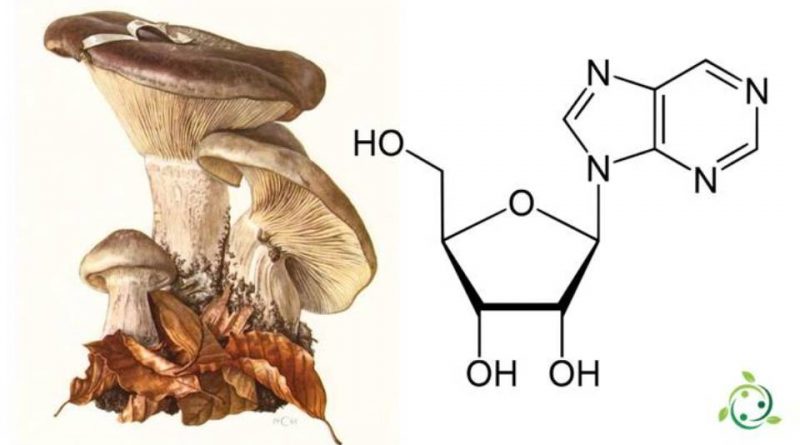 Nebularine: chemical formula, properties, occurrence in nature ...