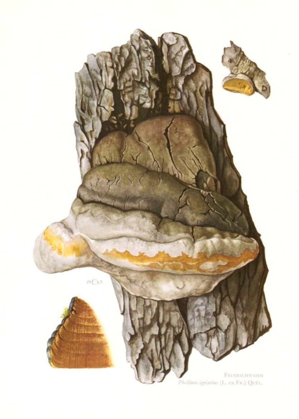 Phellinus igniarius: Sistemática, Hábitat, Reconocimiento