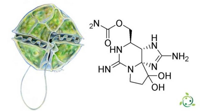 Saxitoxina: fórmula, presencia en la naturaleza, toxicidad, síndrome