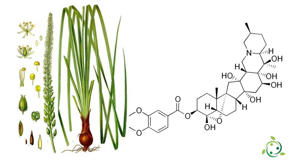 Veratrine: chemical formula, properties, toxicity, occurrence in ...