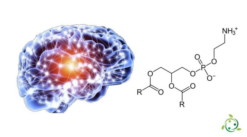 Cefalina: características químicas, físicas, presencia en el ...