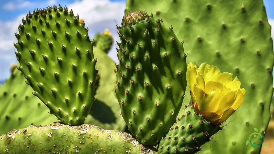 Cladodio: definición, significado, morfogénesis, función...