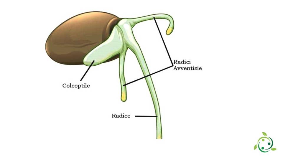 Coleoptilo: Definición, Significado, Morfología, Función, Fisiología