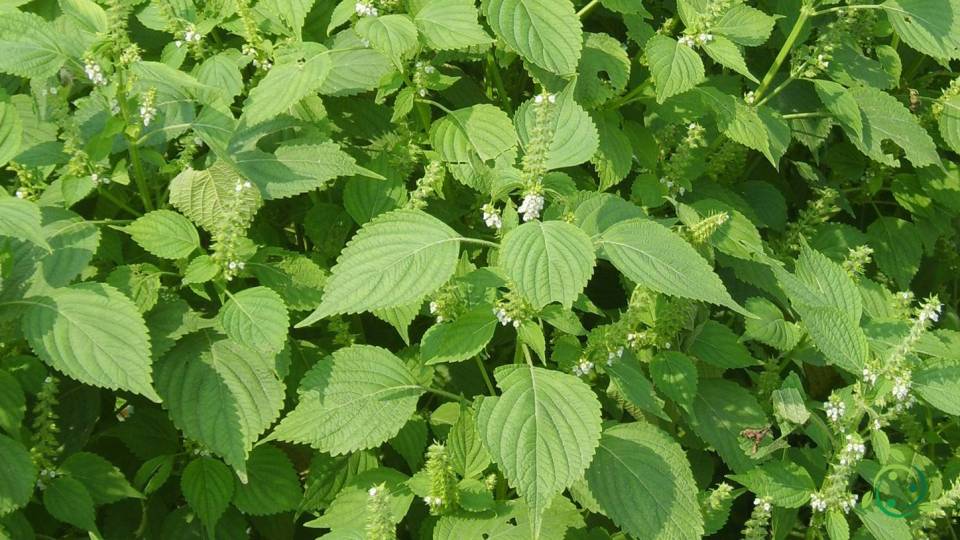 How Perilla is grown: substrate, sowing, period, transplanting ...