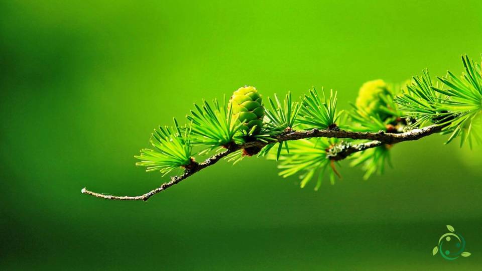 Conifere: definizione, significato, classificazione, caratteristiche ...